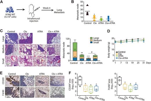 All-Trans Retinoic Acid Prevents Osteosarcoma Metastasis by Inhibiting ...