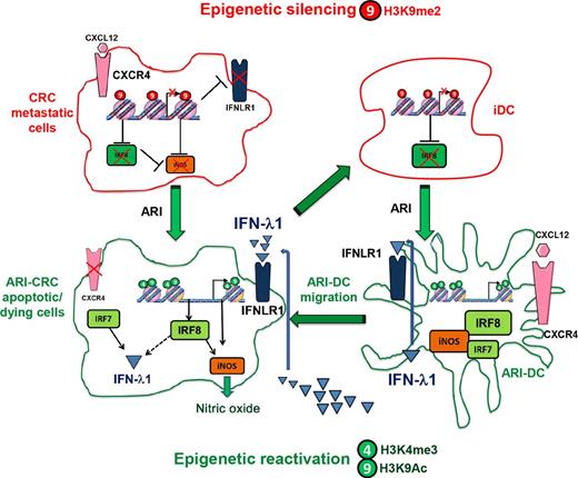 Antitumor Effects of Epidrug/IFNα Combination Driven by Modulated Gene ...