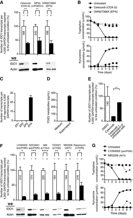 Constitutive IDO1 Expression in Human Tumors Is Driven by ...