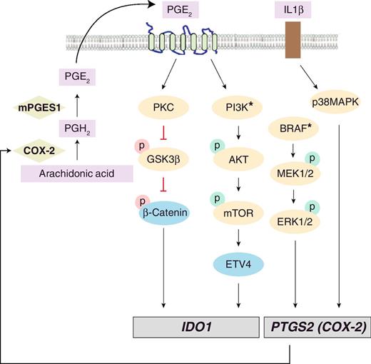 Constitutive IDO1 Expression in Human Tumors Is Driven by ...