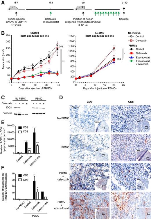Constitutive IDO1 Expression in Human Tumors Is Driven by ...