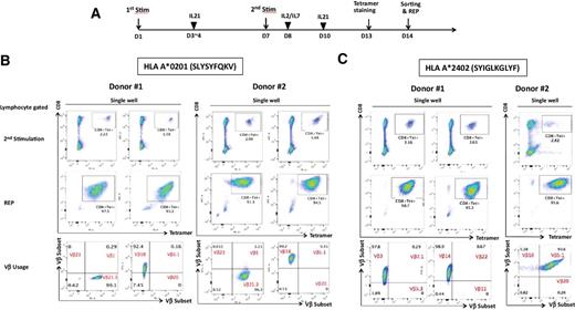 SLC45A2: A Melanoma Antigen with High Tumor Selectivity and Reduced ...