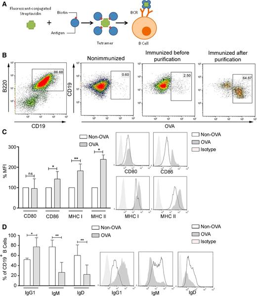 Using Antigen-Specific B Cells to Combine Antibody and T Cell–Based Cancer Immunotherapy ...