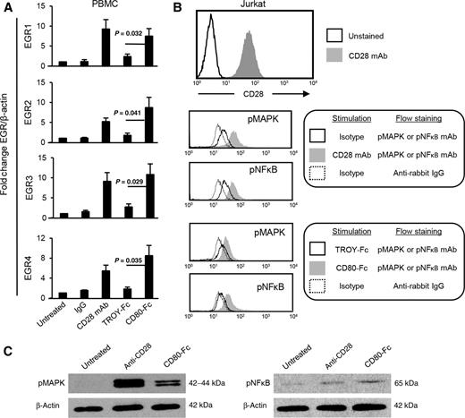 Soluble CD80 Protein Delays Tumor Growth and Promotes Tumor ...