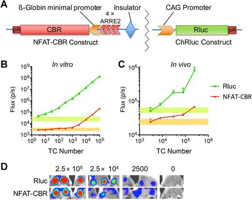A Transgenic Dual-Luciferase Reporter Mouse for Longitudinal and ...
