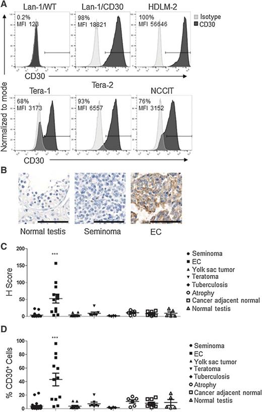 CD30-Redirected Chimeric Antigen Receptor T Cells Target CD30+ and CD30 ...