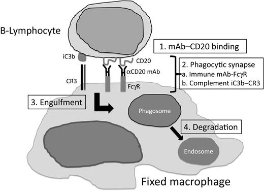 Cellular Cytotoxicity of Next-Generation CD20 Monoclonal Antibodies ...