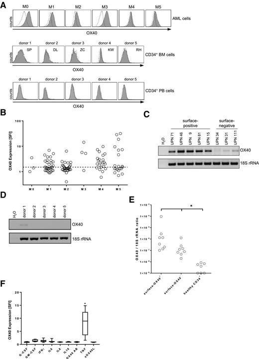 The Immune Checkpoint Modulator OX40 and Its Ligand OX40L in NK-Cell ...