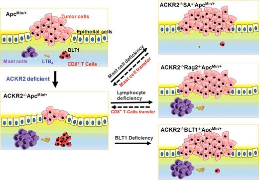 Mast Cell–Dependent CD8+ T-cell Recruitment Mediates Immune ...