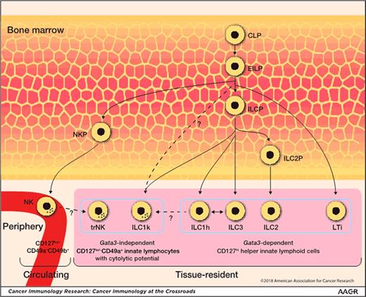 Re(de)fining Innate Lymphocyte Lineages in the Face of Cancer | Cancer ...