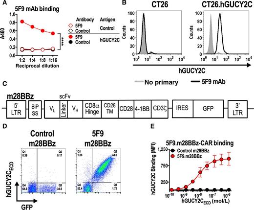 Human GUCY2C-Targeted Chimeric Antigen Receptor (CAR)-Expressing T ...