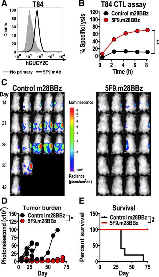 Human GUCY2C-Targeted Chimeric Antigen Receptor (CAR)-Expressing T ...