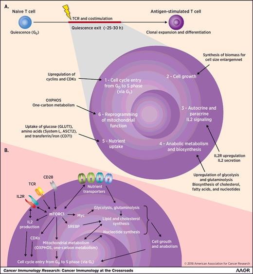 Hallmarks of T-cell Exit from Quiescence | Cancer Immunology Research ...