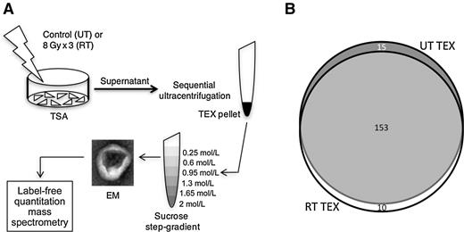 Exosomes Shuttle TREX1-Sensitive IFN-Stimulatory dsDNA from Irradiated ...