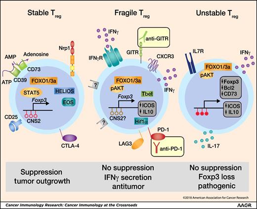 Treg Fragility: A Prerequisite for Effective Antitumor Immunity ...