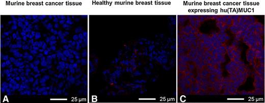 Reduced Breast Tumor Growth after Immunization with a Tumor-Restricted ...
