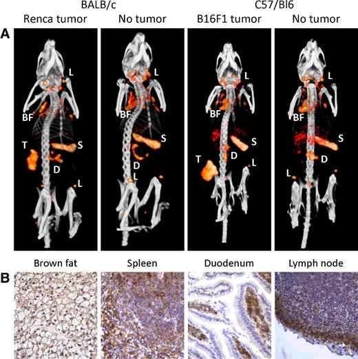 PD-L1 microSPECT/CT Imaging for Longitudinal Monitoring of PD-L1 ...