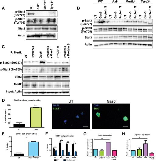 TAM Family Receptor Kinase Inhibition Reverses MDSC-Mediated ...