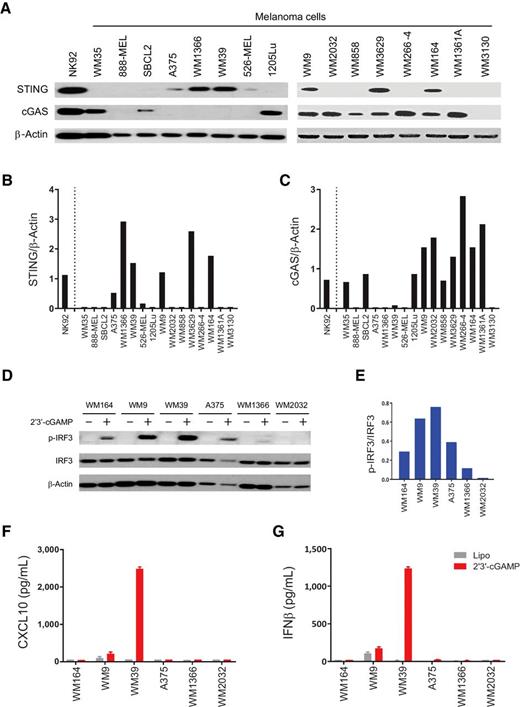 STING Signaling in Melanoma Cells Shapes Antigenicity and Can Promote ...
