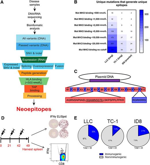 A Synthetic DNA, Multi-Neoantigen Vaccine Drives Predominately MHC ...