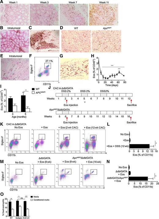 Activated Eosinophils Exert Antitumorigenic Activities in Colorectal ...