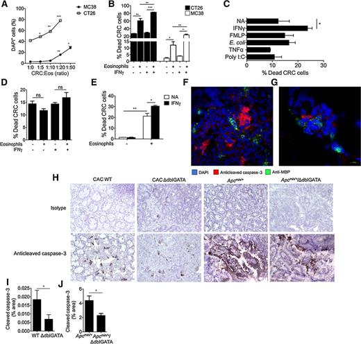 Activated Eosinophils Exert Antitumorigenic Activities in Colorectal ...