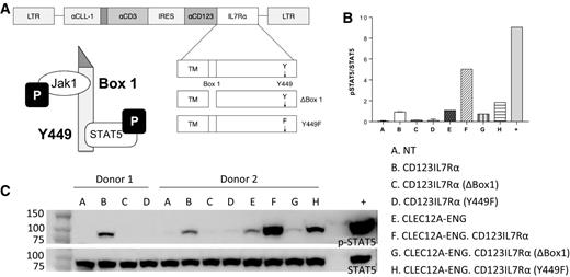 T-cell Activity against AML Improved by Dual-Targeted T Cells ...