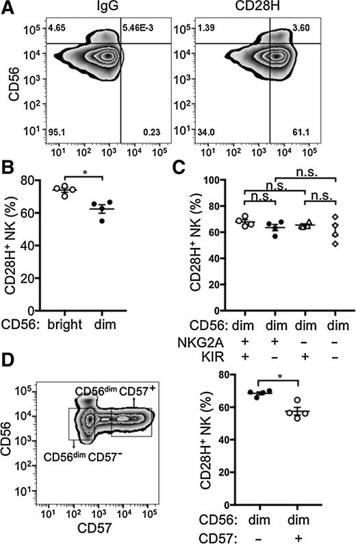 CD28 Homolog Is a Strong Activator of Natural Killer Cells for Lysis of ...