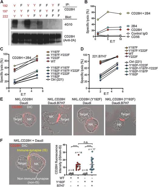 CD28 Homolog Is a Strong Activator of Natural Killer Cells for Lysis of ...