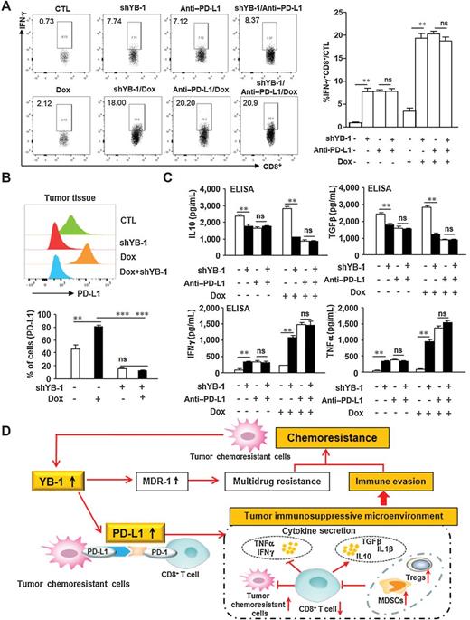 Targeting the YB-1/PD-L1 Axis to Enhance Chemotherapy and Antitumor ...