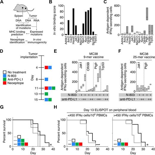 Efficient Tumor Clearance and Diversified Immunity through Neoepitope ...