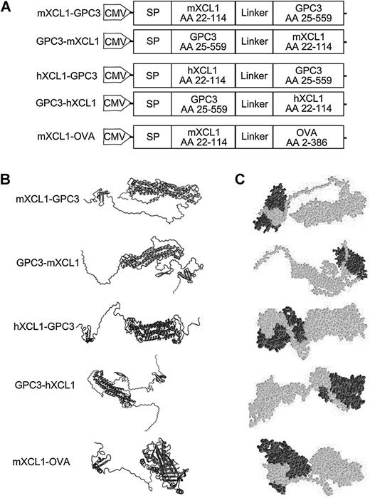 XCL1/Glypican-3 Fusion Gene Immunization Generates Potent Antitumor ...