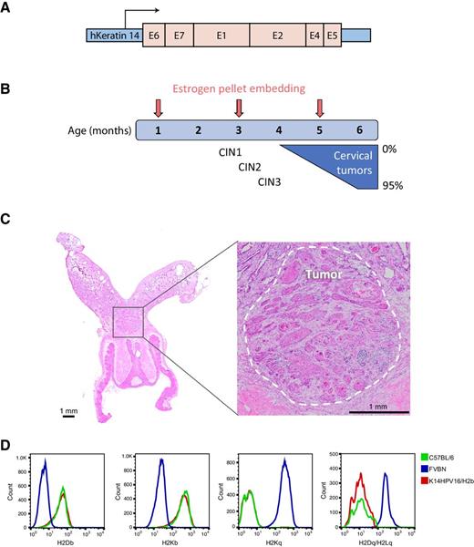 Myeloid Cells Orchestrate Systemic Immunosuppression, Impairing the ...