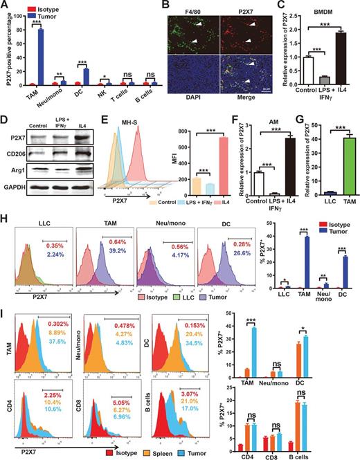 Blocking P2X7-Mediated Macrophage Polarization Overcomes Treatment ...