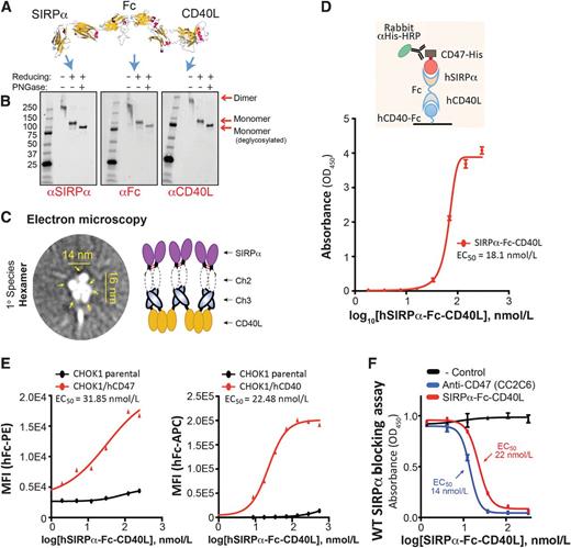 CD40 Enhances Type I Interferon Responses Downstream of CD47 Blockade ...