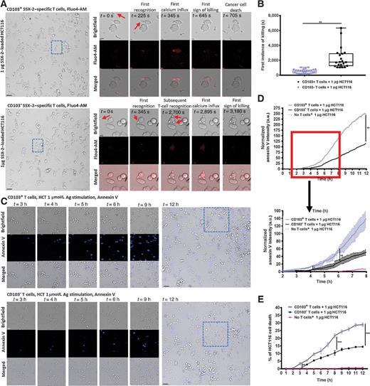 Self-Maintaining CD103+ Cancer-Specific T Cells Are Highly Energetic ...