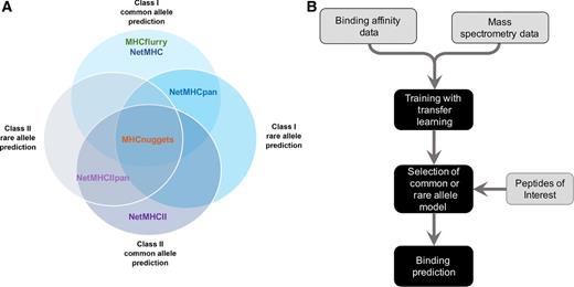 High-Throughput Prediction of MHC Class I and II Neoantigens with MHCnuggets | Cancer Immunology ...