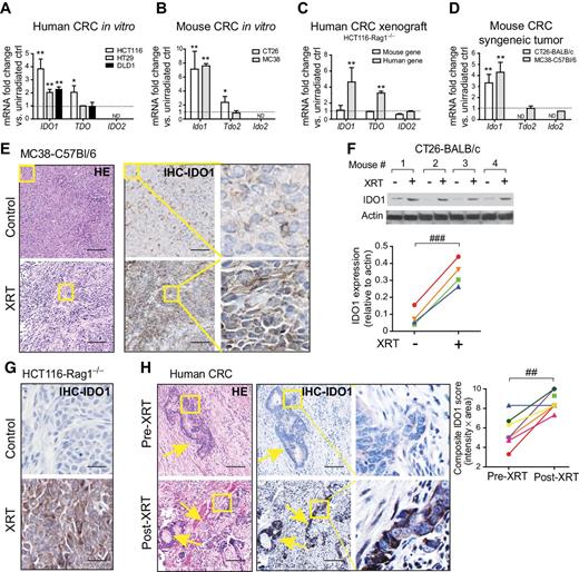 Interferon-Induced IDO1 Mediates Radiation Resistance and Is a ...