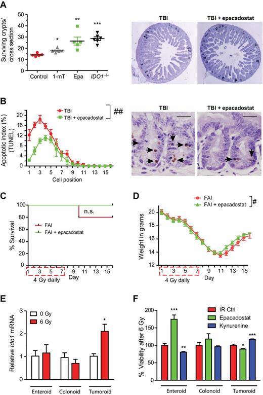 Interferon-Induced IDO1 Mediates Radiation Resistance and Is a ...