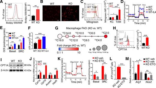 RIPK3 Orchestrates Fatty Acid Metabolism in Tumor-Associated ...