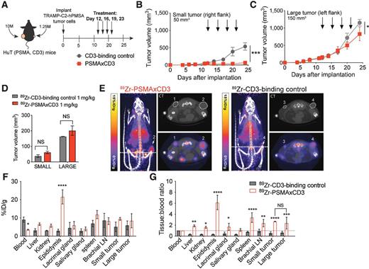 A PSMA-Targeting CD3 Bispecific Antibody Induces Antitumor Responses ...