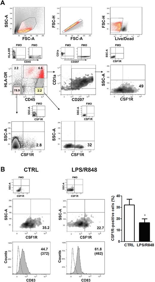 CSF1R Is Required for Differentiation and Migration of Langerhans Cells ...
