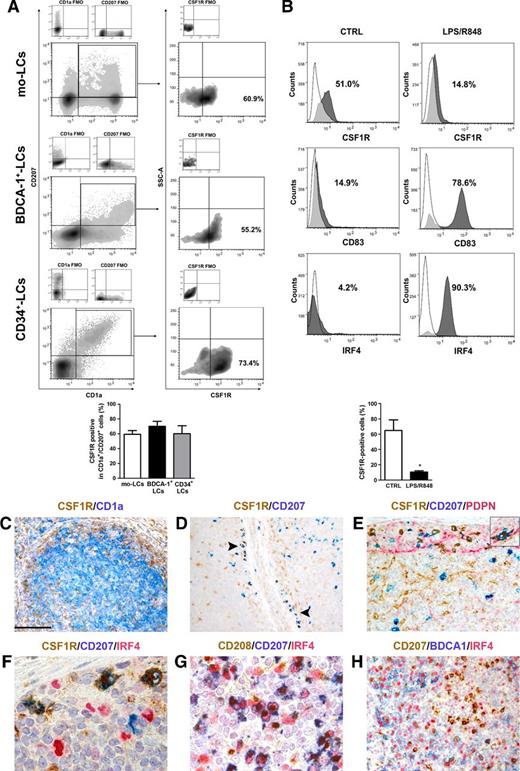 CSF1R Is Required for Differentiation and Migration of Langerhans Cells ...