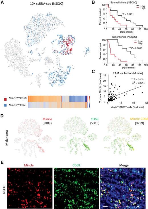 The Mincle/Syk/NF-κB Signaling Circuit Is Essential for Maintaining the ...