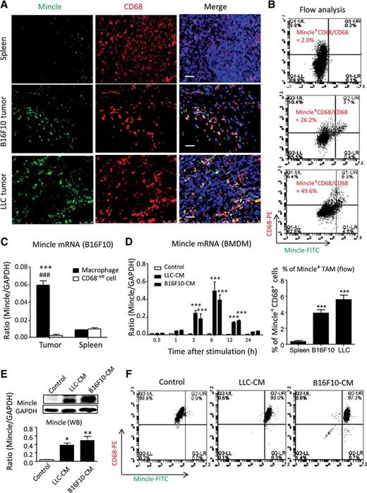 The Mincle/Syk/NF-κB Signaling Circuit Is Essential for Maintaining the ...