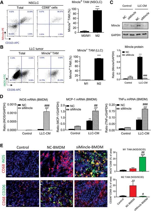 The Mincle/Syk/NF-κB Signaling Circuit Is Essential for Maintaining the ...