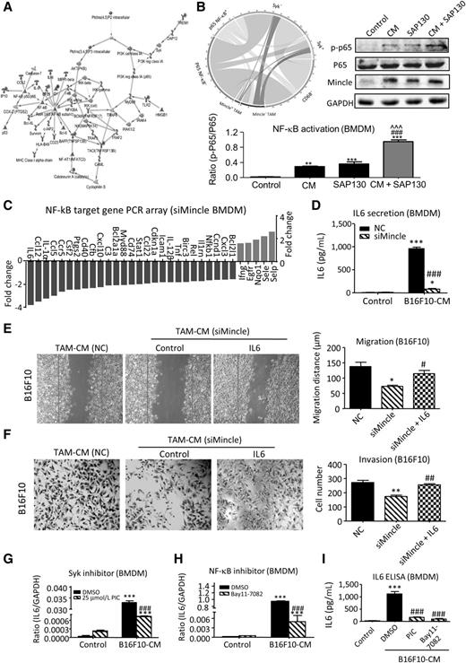 The Mincle/Syk/NF-κB Signaling Circuit Is Essential for Maintaining the ...