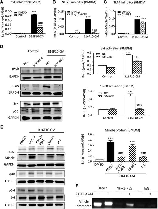 The Mincle/Syk/NF-κB Signaling Circuit Is Essential for Maintaining the ...