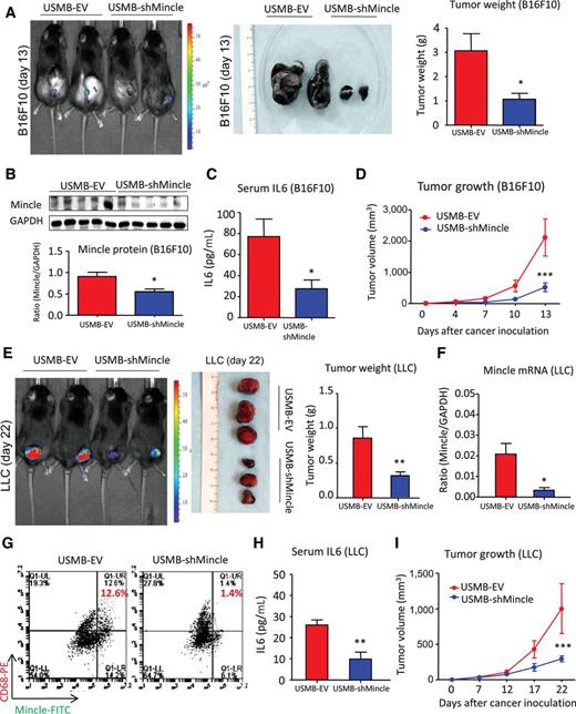 The Mincle/Syk/NF-κB Signaling Circuit Is Essential for Maintaining the ...