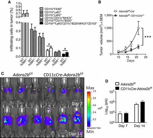 The Expression of Adenosine A2B Receptor on Antigen-Presenting Cells ...